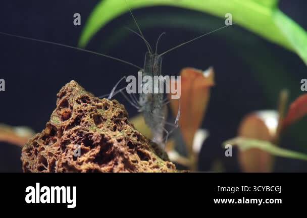 Freshwater ghost shrimp macro shot, or opaque glass shrimp with crooked ...