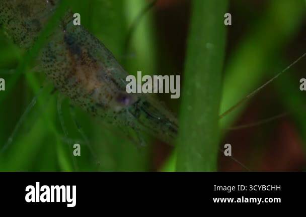 Freshwater ghost shrimp macro shot, or opaque glass shrimp with crooked ...
