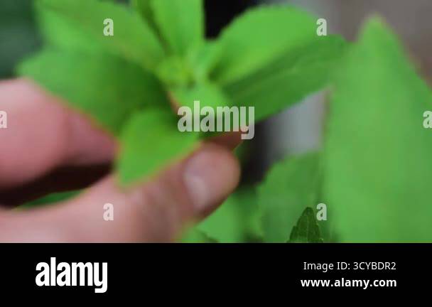 Fresh stevia in hand close-up.Growing stevia in the garden.Natural ...