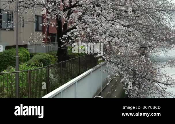 Oyoko River Cherry blossoms, Japan Tokyo 2025 Stock Video Footage - Alamy