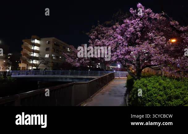 Oyokogawa Kawazu sakura cherry blossoms, Japan Night View Stock Video ...