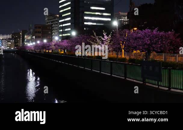 Oyokogawa Kawazu sakura cherry blossoms, Japan Night View Stock Video ...