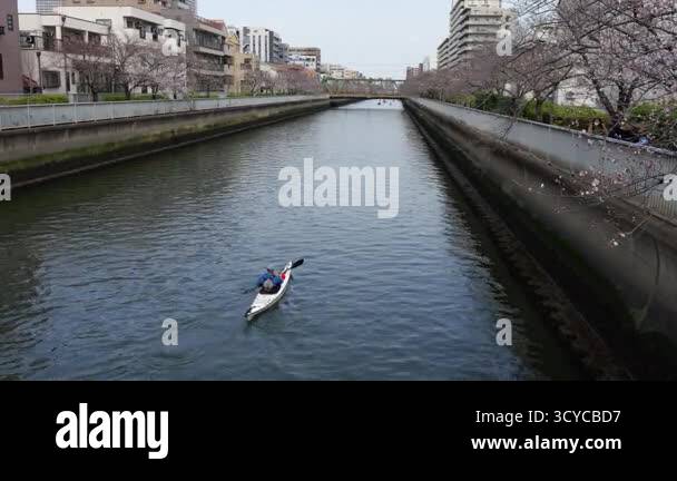 Oyoko River Cherry blossoms, Japan Tokyo 2025 Stock Video Footage - Alamy
