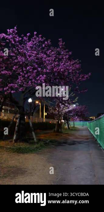 Oyokogawa Kawazu sakura cherry blossoms, Japan Night View Stock Video ...