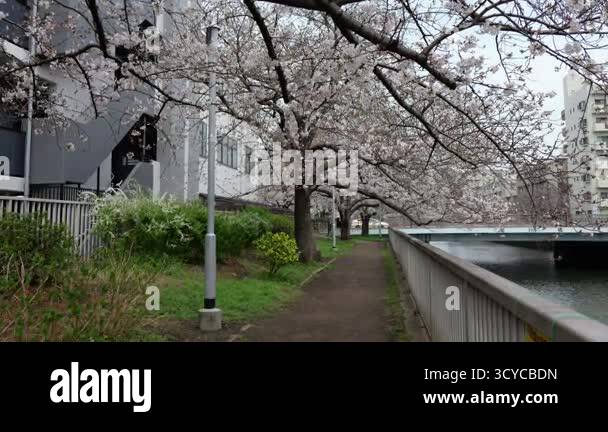 Oyoko River Cherry blossoms, Japan Tokyo 2025 Stock Video Footage - Alamy