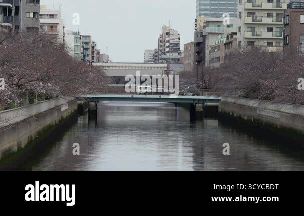 Oyoko River Cherry blossoms, Japan Tokyo 2025 Stock Video Footage - Alamy