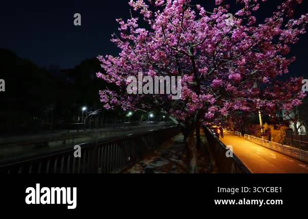 Oyokogawa Kawazu sakura cherry blossoms, Japan Night View Stock Video ...