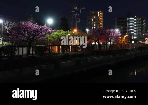Oyokogawa Kawazu sakura cherry blossoms, Japan Night View Stock Video ...