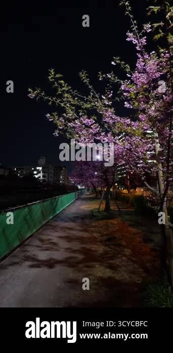 Oyokogawa Kawazu sakura cherry blossoms, Japan Night View Stock Video ...