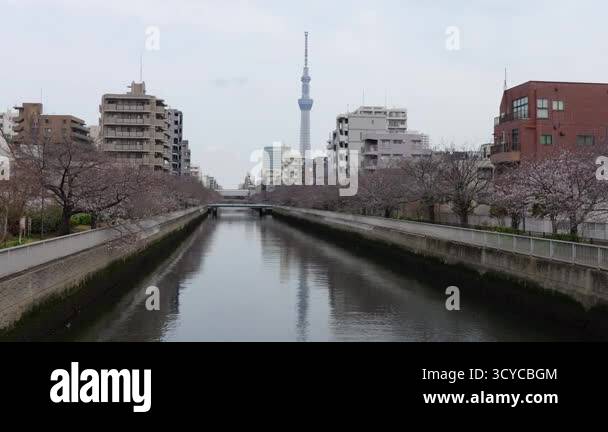 Oyoko River Cherry blossoms, Japan Tokyo 2025 Stock Video Footage - Alamy
