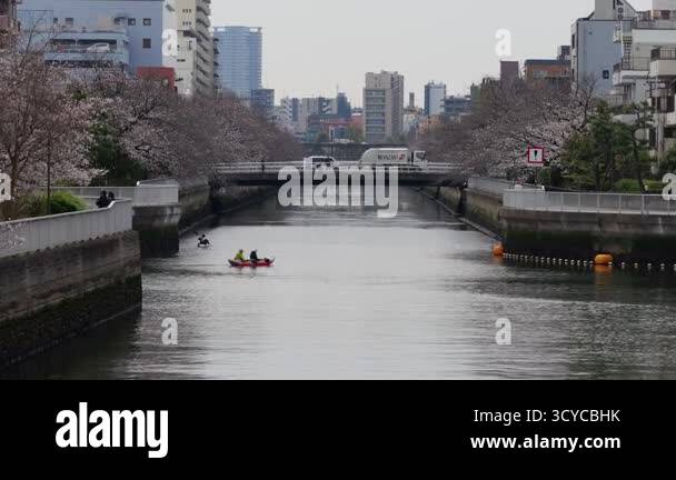 Oyoko River Cherry blossoms, Japan Tokyo 2025 Stock Video Footage - Alamy