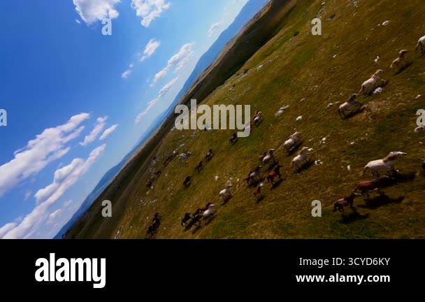 Aerial FPV drone view of wild horses heard or a group running across ...
