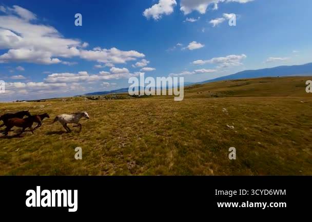 Aerial FPV drone view of wild horses heard or a group running across ...