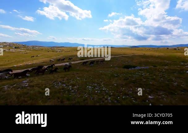 Aerial FPV drone view of wild horses heard or a group running across ...