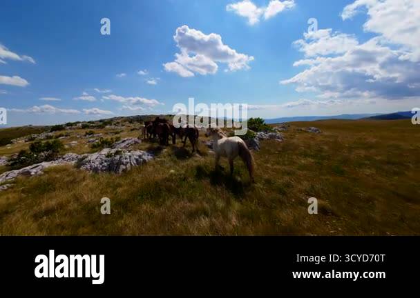 Aerial FPV drone view of wild horses heard or a group running across ...