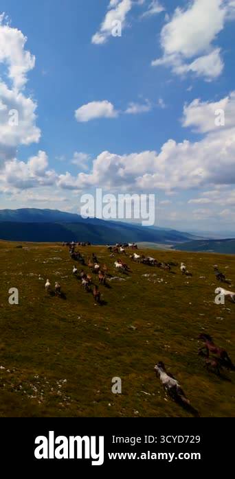 Aerial FPV drone view of wild horses heard or a group running across ...