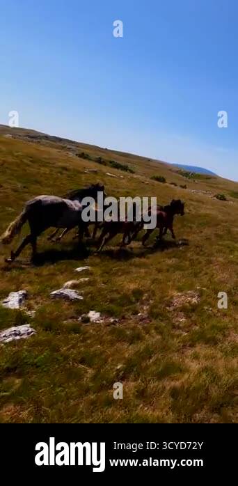 Aerial FPV drone view of wild horses heard or a group running across ...