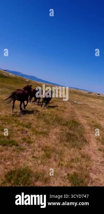 Aerial FPV drone view of wild horses heard or a group running across ...