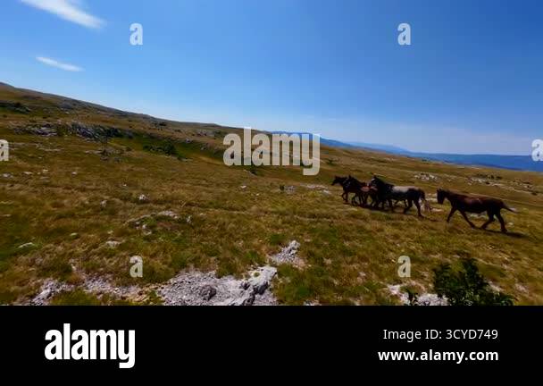 Aerial FPV drone view of wild horses heard or a group running across ...