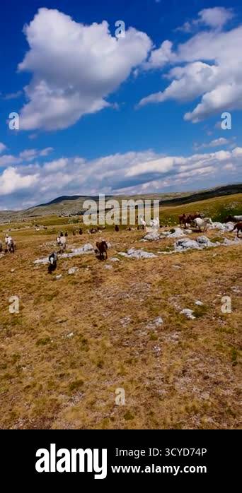 Aerial FPV drone view of wild horses heard or a group running across ...