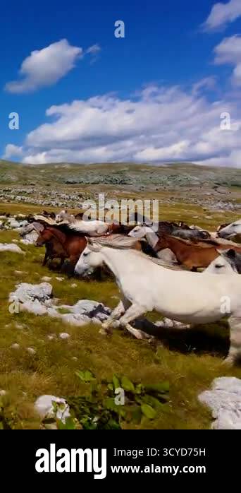 Aerial FPV drone view of wild horses heard or a group running across ...