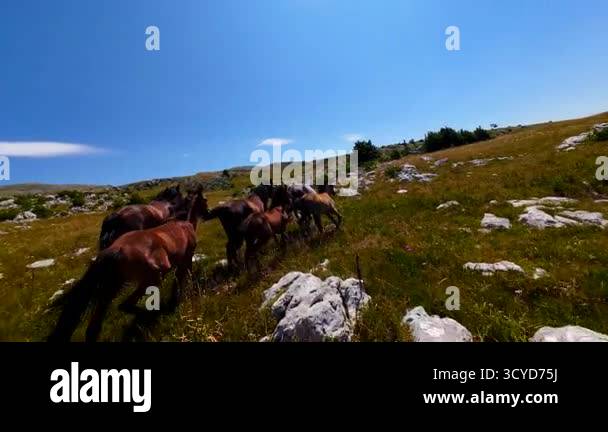 Aerial FPV drone view of wild horses heard or a group running across ...
