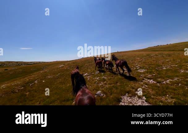 Aerial FPV drone view of wild horses heard or a group running across ...