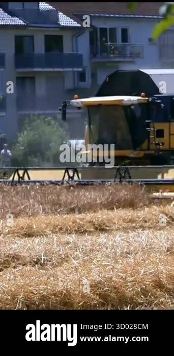 A combine harvester gathers ripe crops under clear blue skies in a ...