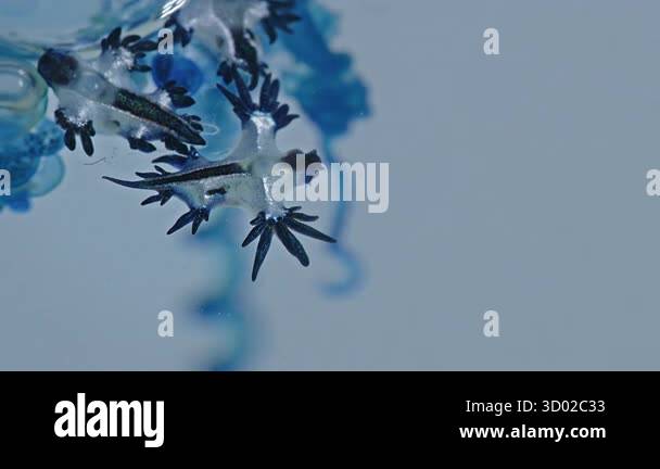 Beautiful Blue Dragons are small, shiny silver-blue creatures that look ...