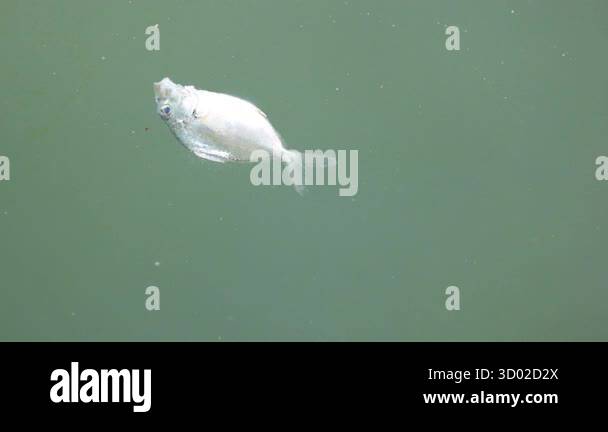 A sequence showing a dead fish drifting in water Stock Video Footage ...