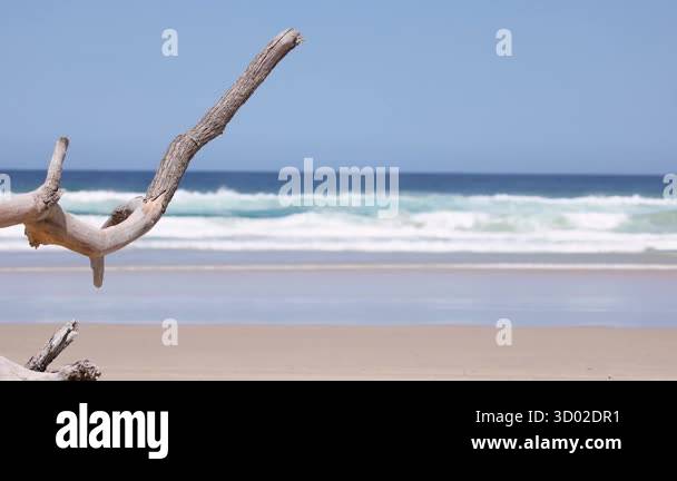 A tranquil beach scene with a floating branch Stock Video Footage - Alamy