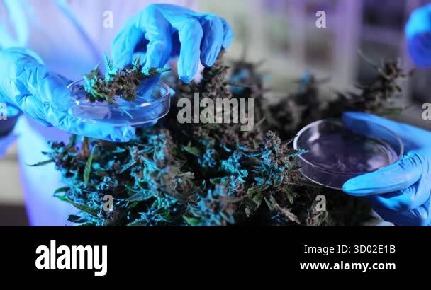Plant researcher wearing safety Stock Videos & Footage - HD and 4K ...