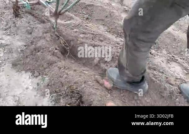 A man manually plowing a field with a plow before harvesting potatoes ...