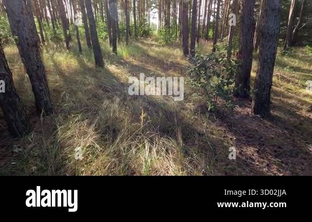Upward tree tilt shot in a small forest Stock Video Footage - Alamy