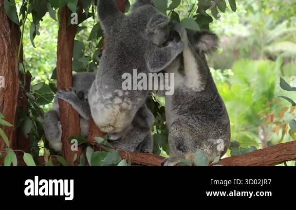 Koala protection Stock Videos & Footage - HD and 4K Video Clips - Alamy