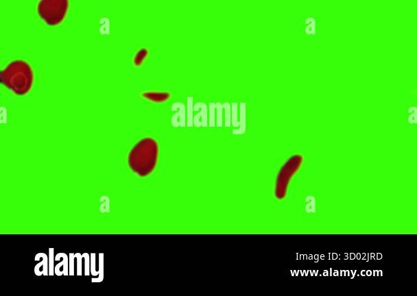 Rose petals flying, floating and swaying in the wind. Cherry blossom ...