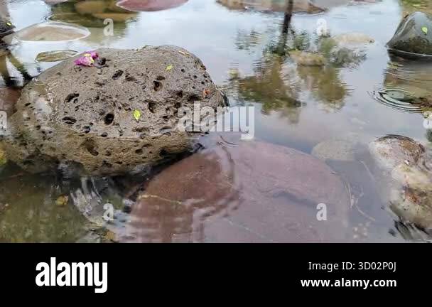 Closeup of porous gray rock in a puddle of water with rain drops ...