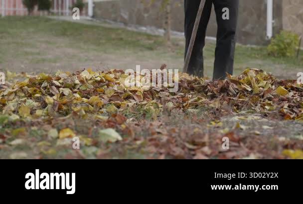 Man Raking Fallen Yellow Leaves in Backyard Garden. Autumn Overcast Day ...