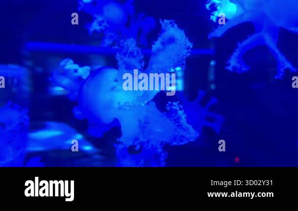 Jellyfish in an aquarium with purple-blue lighting a concept of marine ...