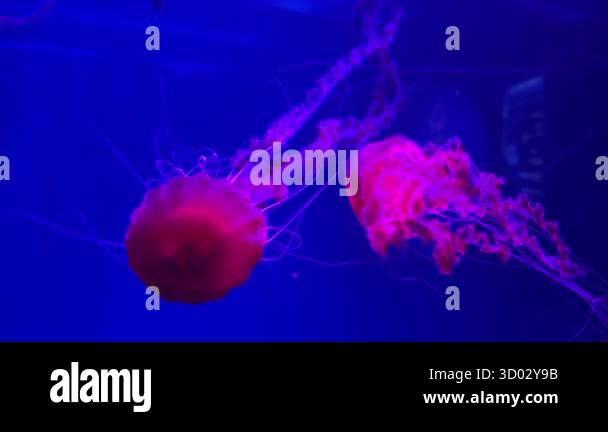 Jellyfish in a deep blue aquarium with pink-red lighting a concept of ...