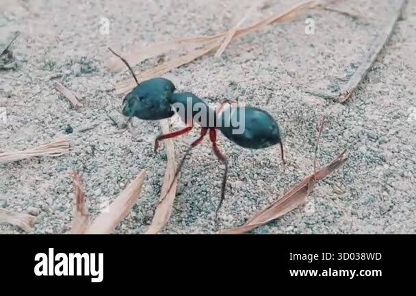 Close Up Large Ant Crawling on Sandy Ground Debris Stock Video Footage ...