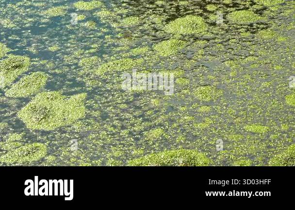 Aquatic plants rootless duckweed Wolffia arrhiza and duckweed Lemna ...