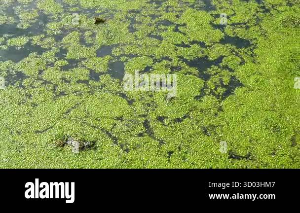 Aquatic plants rootless duckweed Wolffia arrhiza and duckweed Lemna ...
