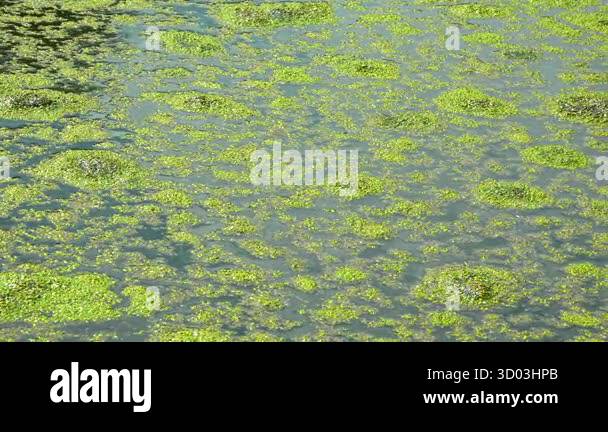 Aquatic plants rootless duckweed Wolffia arrhiza and duckweed Lemna ...