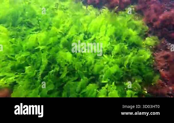 Algae on the bottom of the Black Sea, Underwater landscape of green and ...
