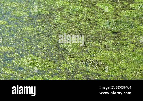 Rootless duckweed wolffia species Stock Videos & Footage - HD and 4K ...