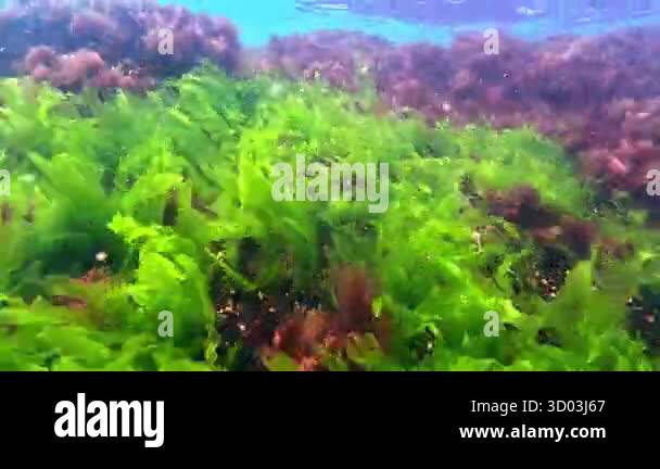 Algae on the bottom of the Black Sea, Underwater landscape of green and ...