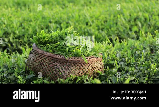 Woven basket filled with freshly picked green tea leaves sitting in a ...