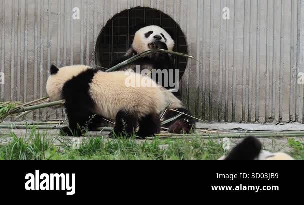 Adorable giant panda sitting upright while heartily chewing a piece of ...