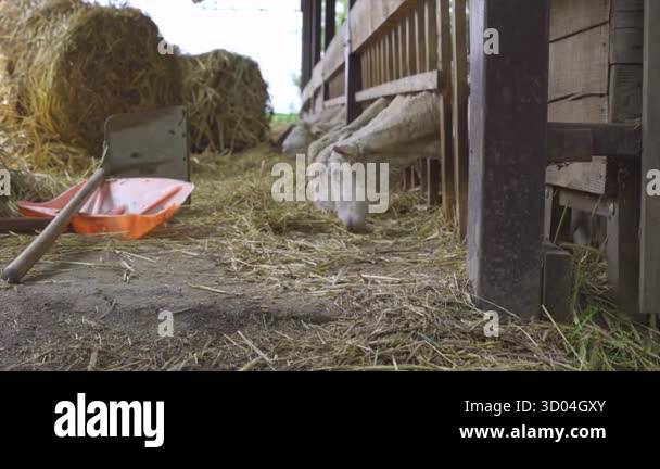 Domestic sheep with their heads through a wooden fence eating hay from ...